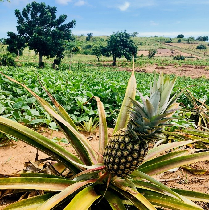 Mozambique